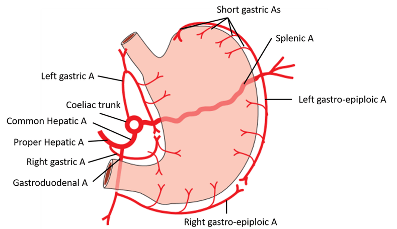O uso da artéria gastroepiploica direita como enxerto na ...